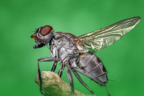 Spanish fly - Dangerous or aphrodisiac? – Mr. Stiff UK
